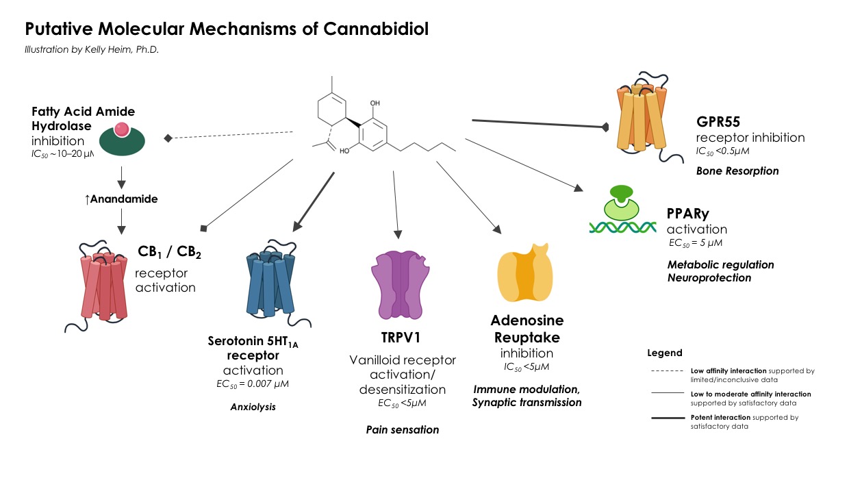 Molecular Mechanisms of Cannabidiol – Integrative Pharmacology