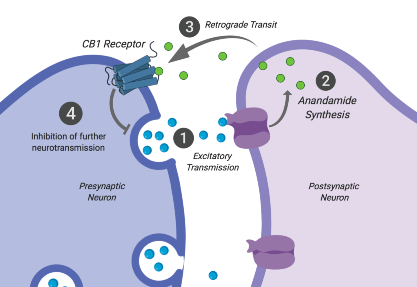 The Endocannabinoid System: Basic Facts for Clinicians – Integrative ...