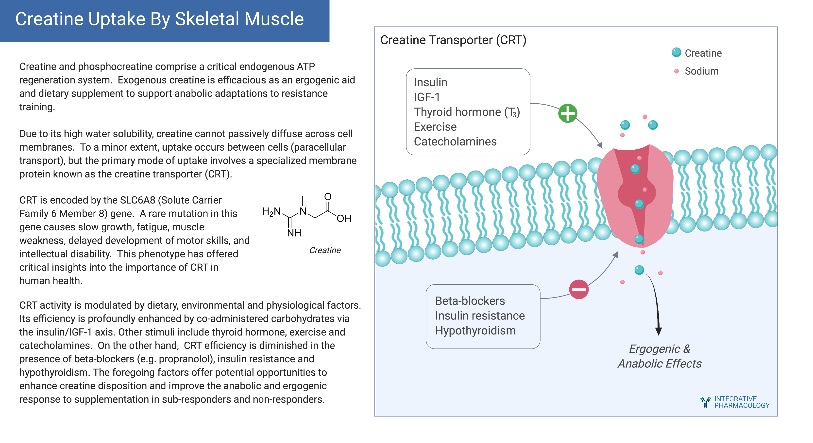 Flash Card: Creatine Uptake by Skeletal Muscle – Integrative Pharmacology