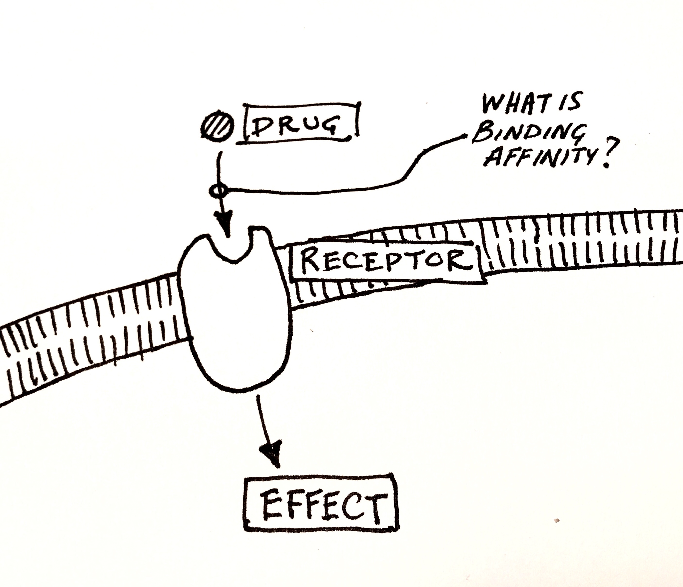 Drugs vs. Supplements: Affinity Differences – Integrative Pharmacology