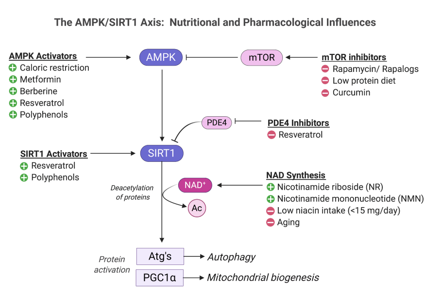 Caloric Restriction: Basic Cellular Mechanisms – Integrative Pharmacology