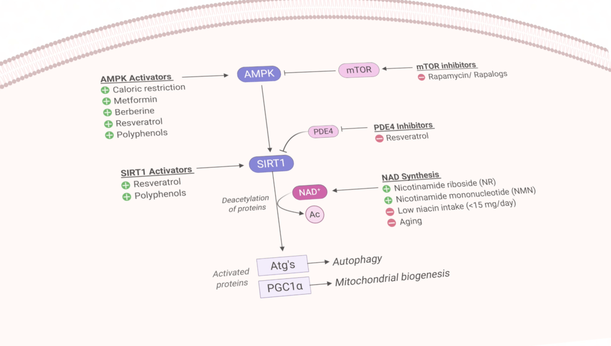 Caloric Restriction: Basic Cellular Mechanisms – Integrative Pharmacology