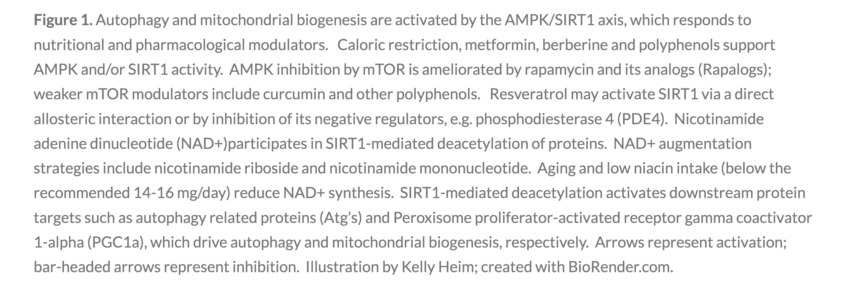 Caloric Restriction: Basic Cellular Mechanisms – Integrative Pharmacology