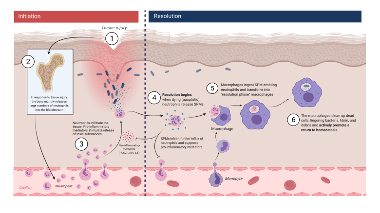 Inflammation: A Basic Overview – Integrative Pharmacology